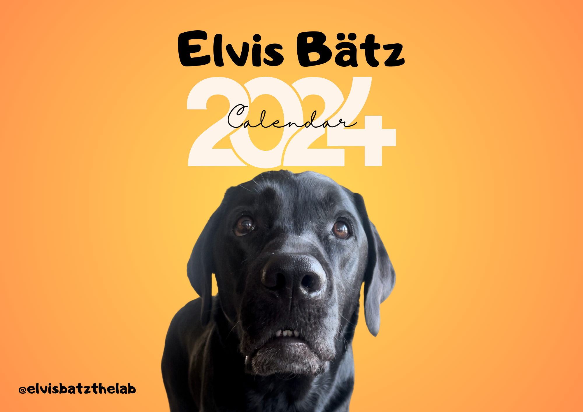 Elvis and Ted Cuddle labs – Elvis Bätz
